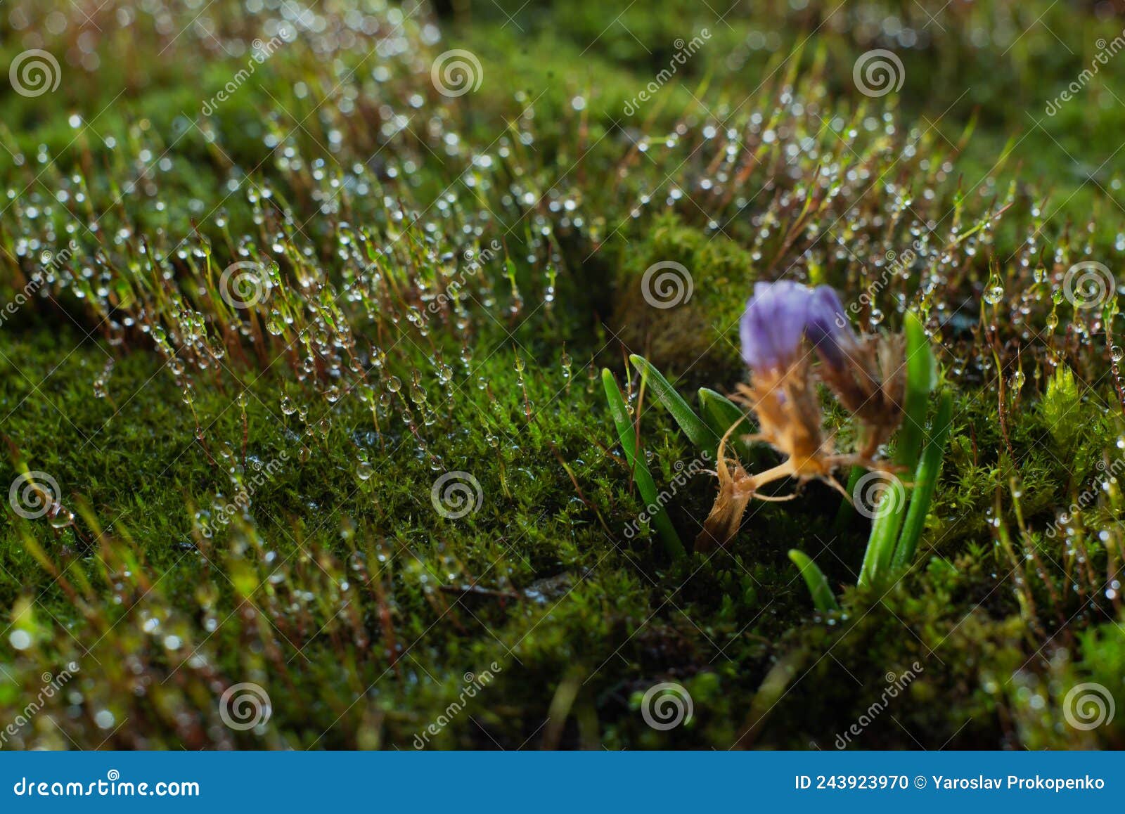 Macro Moss with Water Drops. Texture Stock Photo - Image of jungle ...