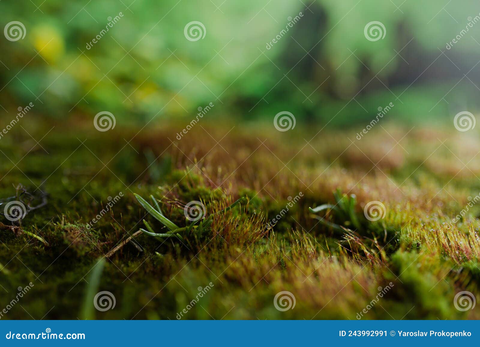 Macro Moss with Water Drops. Texture Stock Image - Image of mossy ...