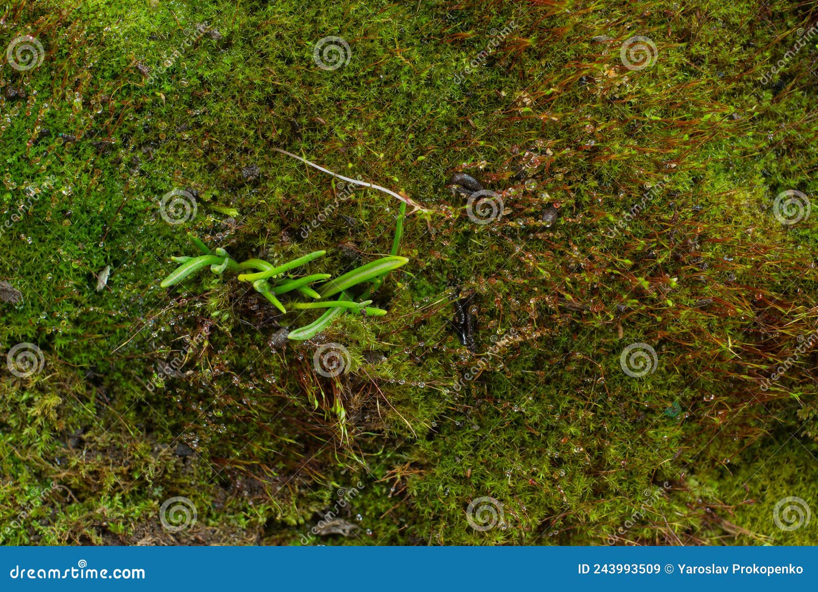 Macro Moss with Water Drops. Texture Stock Image - Image of green ...