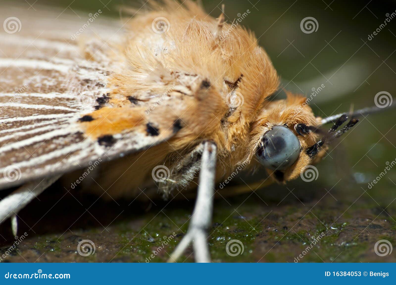 Macro Moth stock image. Image of insects, wing, wings - 16384053