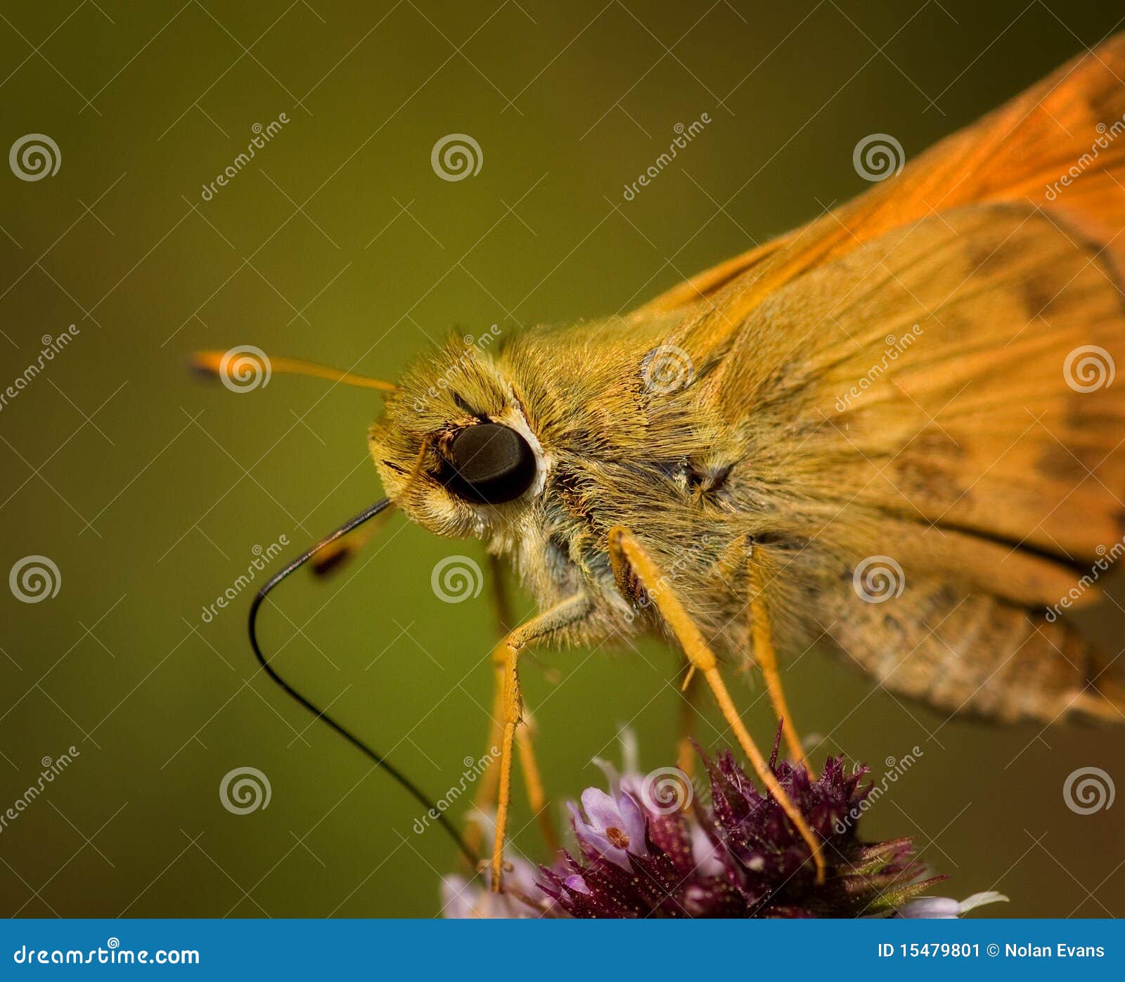 Macro moth on flower stock image. Image of colorful, background - 15479801