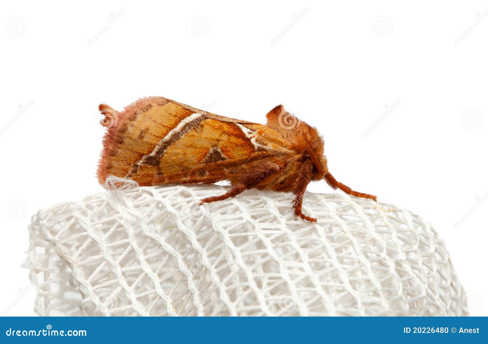 Macro of Moth Isolated on White Stock Photo - Image of wildlife, macro ...
