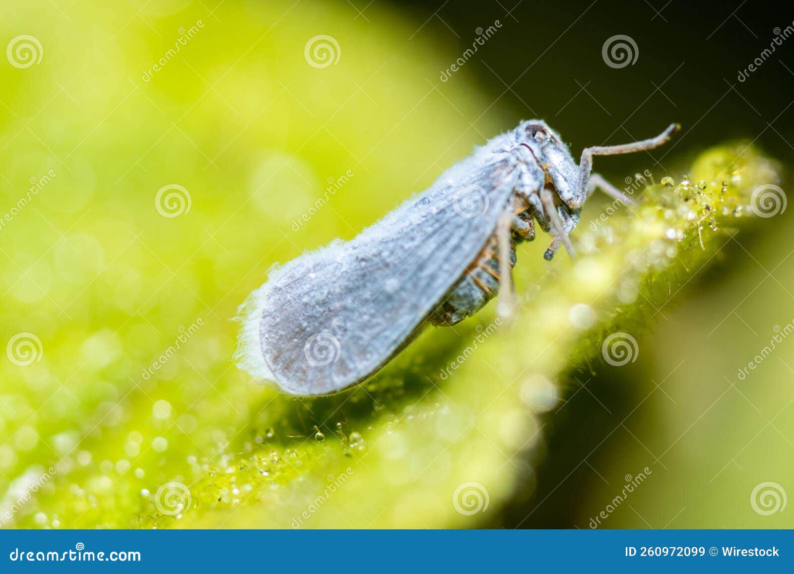 Macro of a Moth on a Wet Leaf Stock Image - Image of tropical, water ...