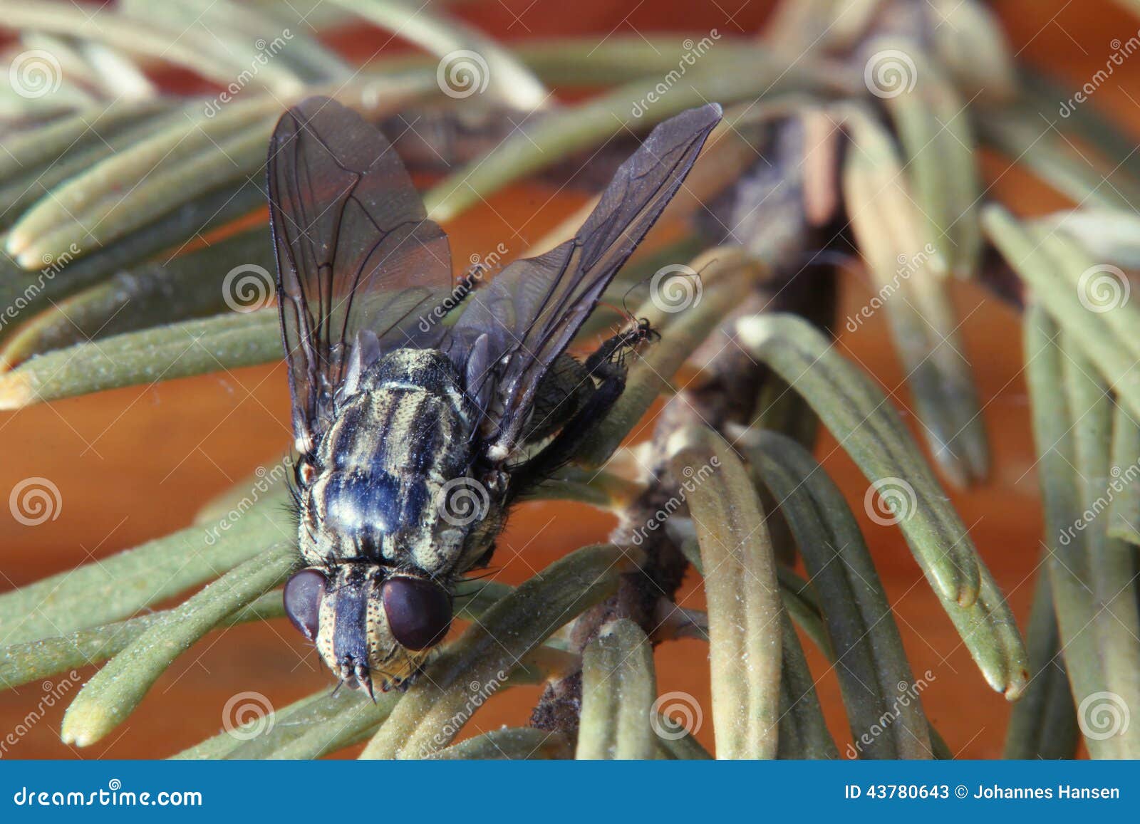 Macro muerta de la mosca imagen de archivo. Imagen de fecha - 43780643