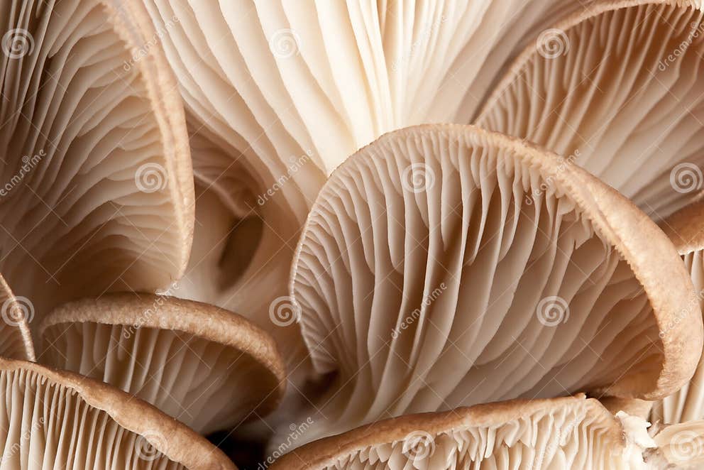 Macro of mushrooms stock image. Image of ingredient, edible - 16504021