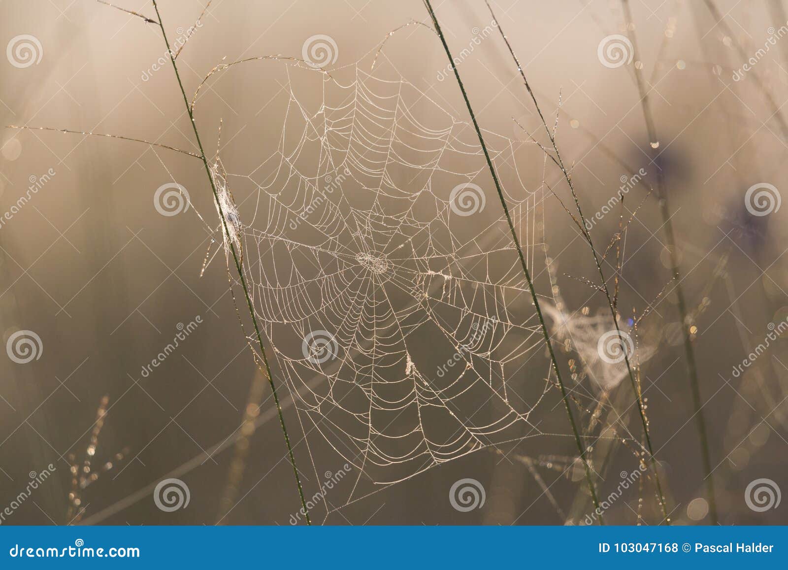 Natural Cobweb in Morning Light Stock Photo - Image of macro, spiderweb ...