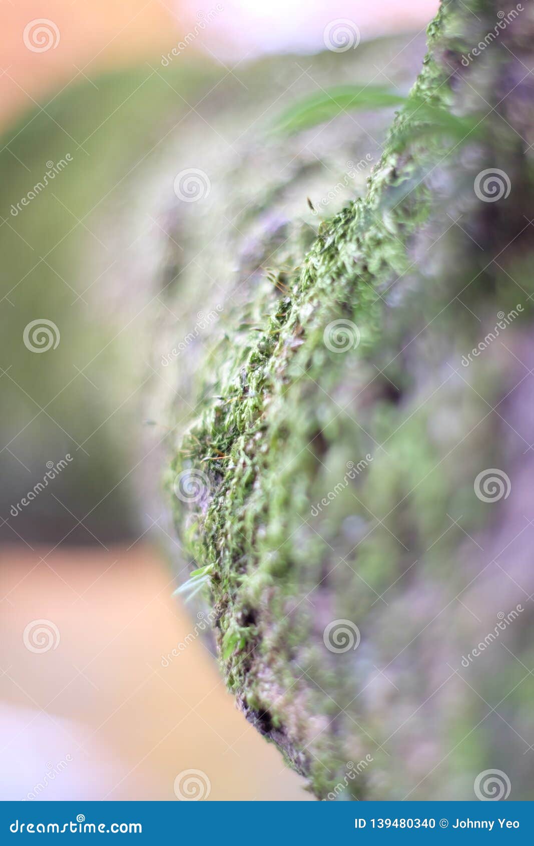 Macro mold stock photo. Image of plants, macro, mold - 139480340