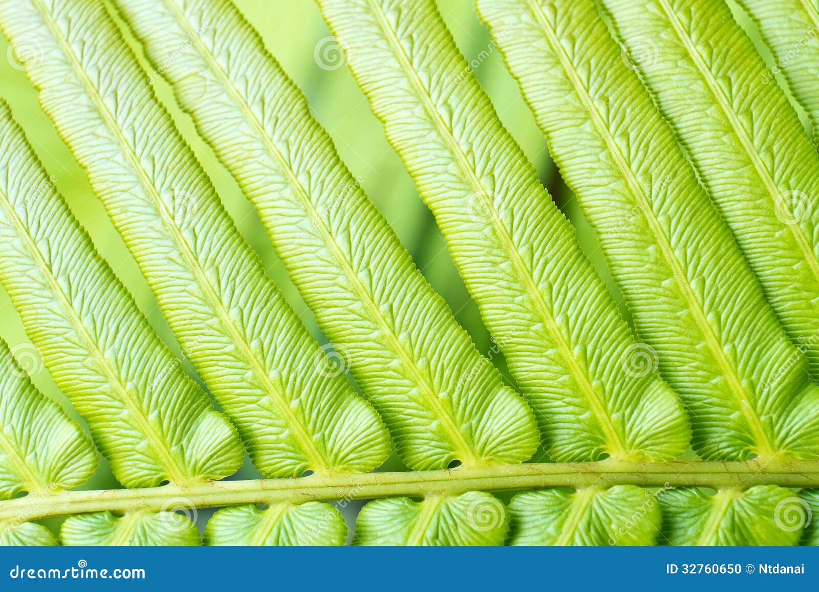 The Structure Of Fern Plant Royalty-Free Stock Photography ...