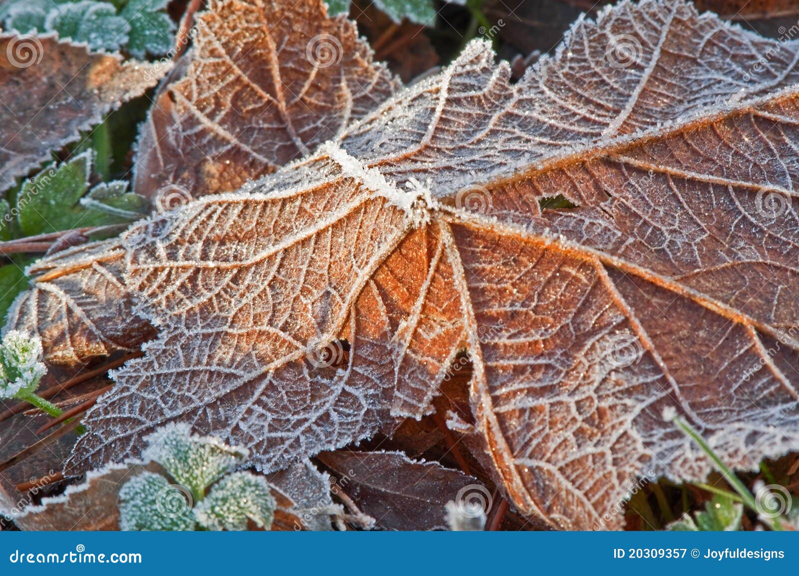 Macro Nature Image of Fallen Leaf with Frost Stock Image - Image of ...