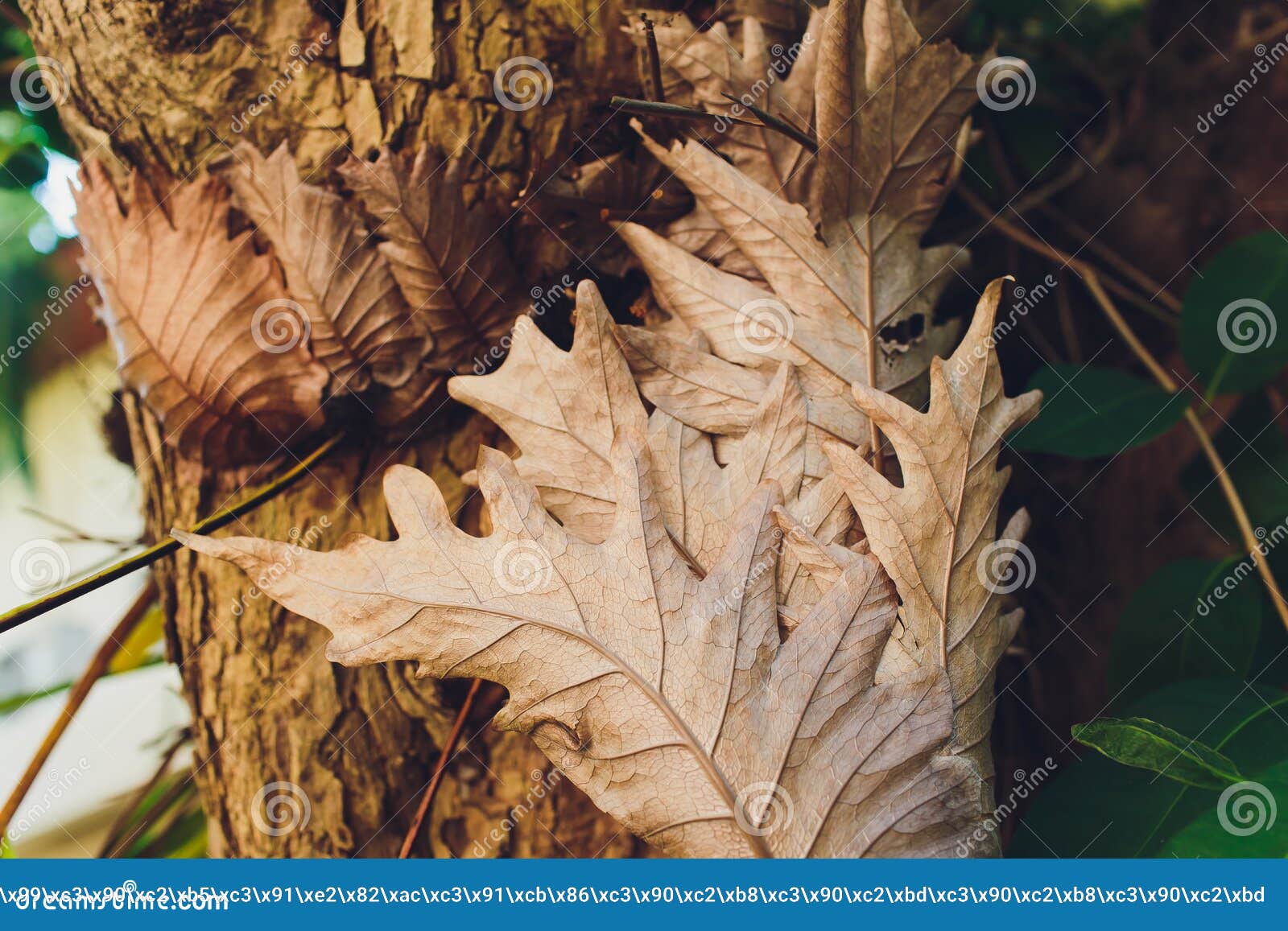 Macro of Nearly Skeletonized Dry Dead Maple Leaf in Process of Rotting ...