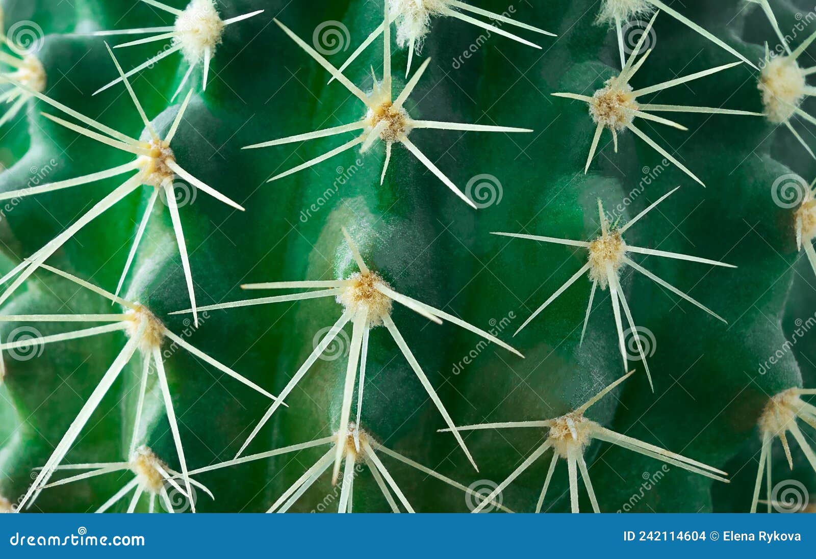 Macro Needles on a Cactus. Background Cactus Surface Stock Photo ...