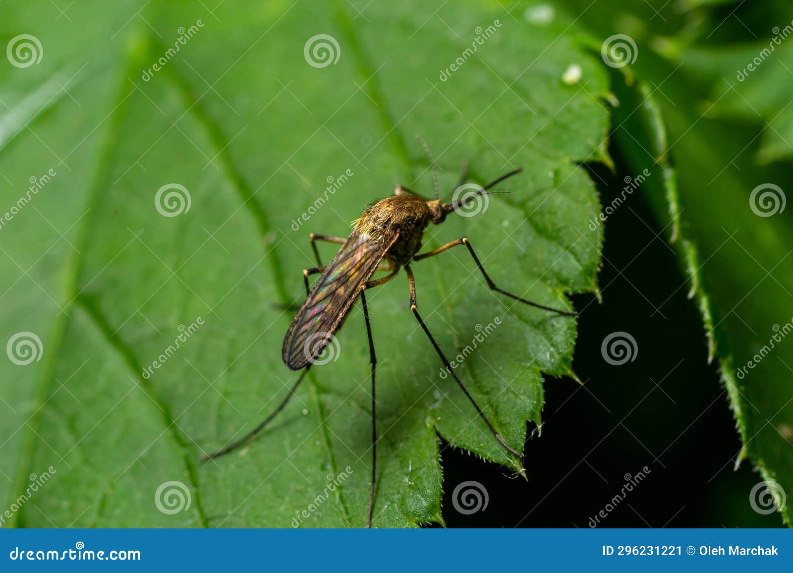 Macro Normal Female Mosquito Isolated on Green Leaf Stock Image - Image ...