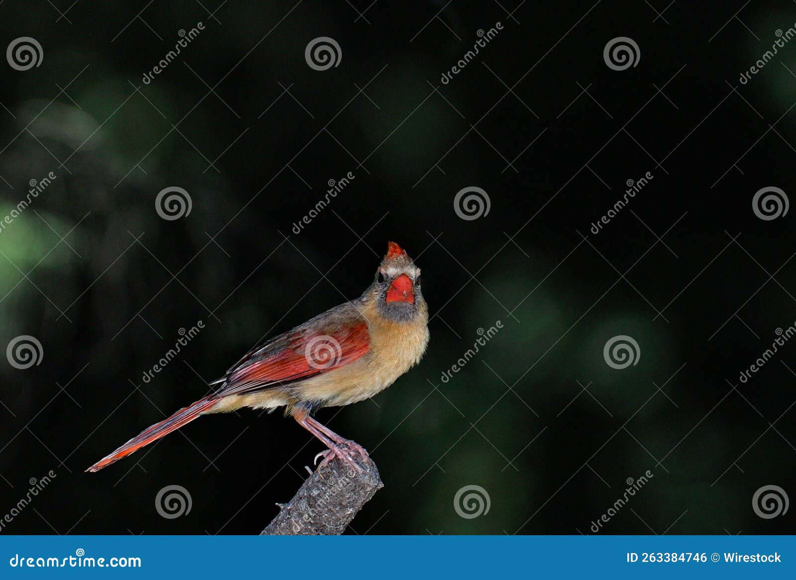 Macro of a Northern Cardinal on a Tree Branch Stock Photo - Image of ...