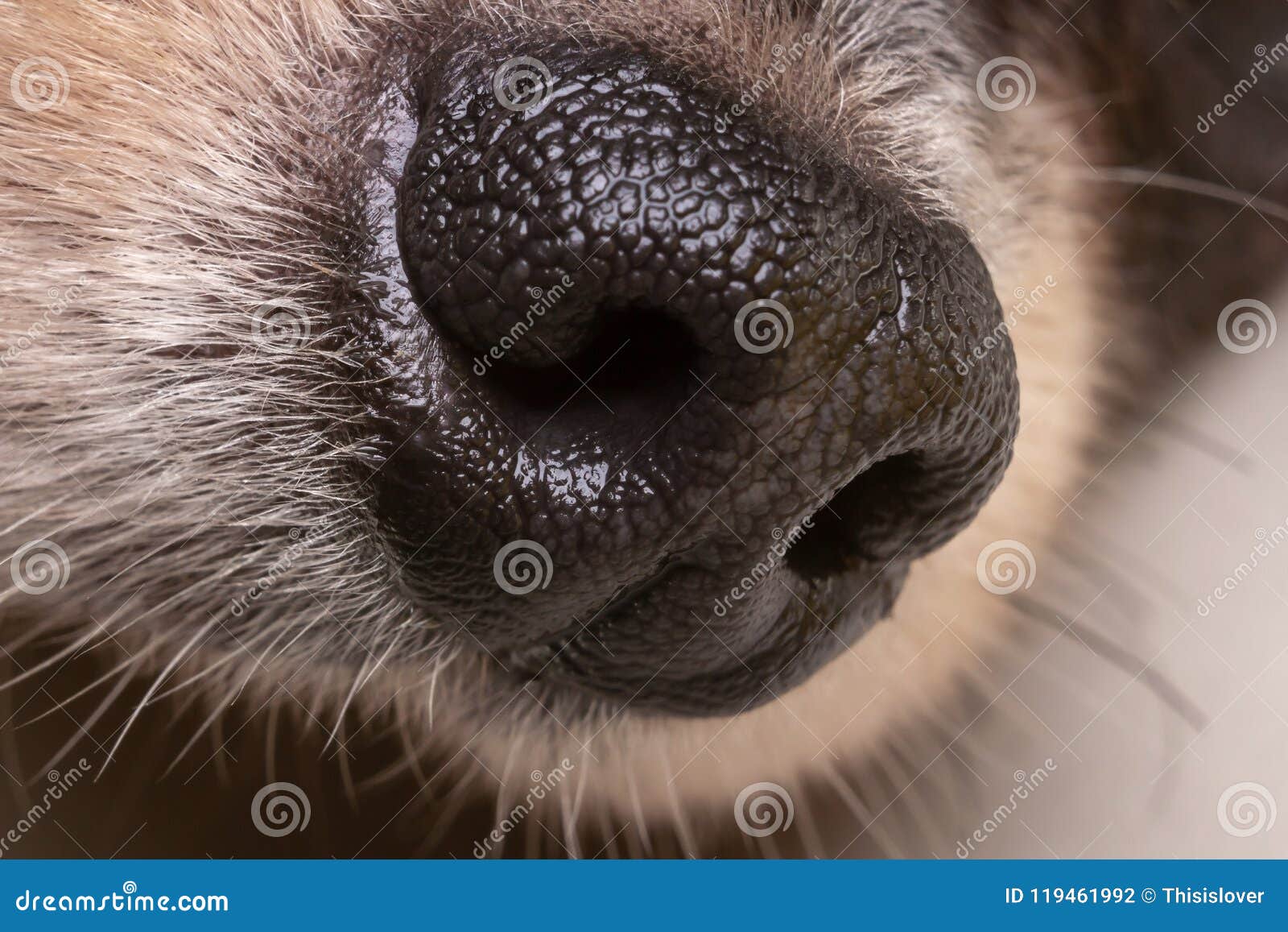 Macro of nose dog. stock photo. Image of white, detail - 119461992