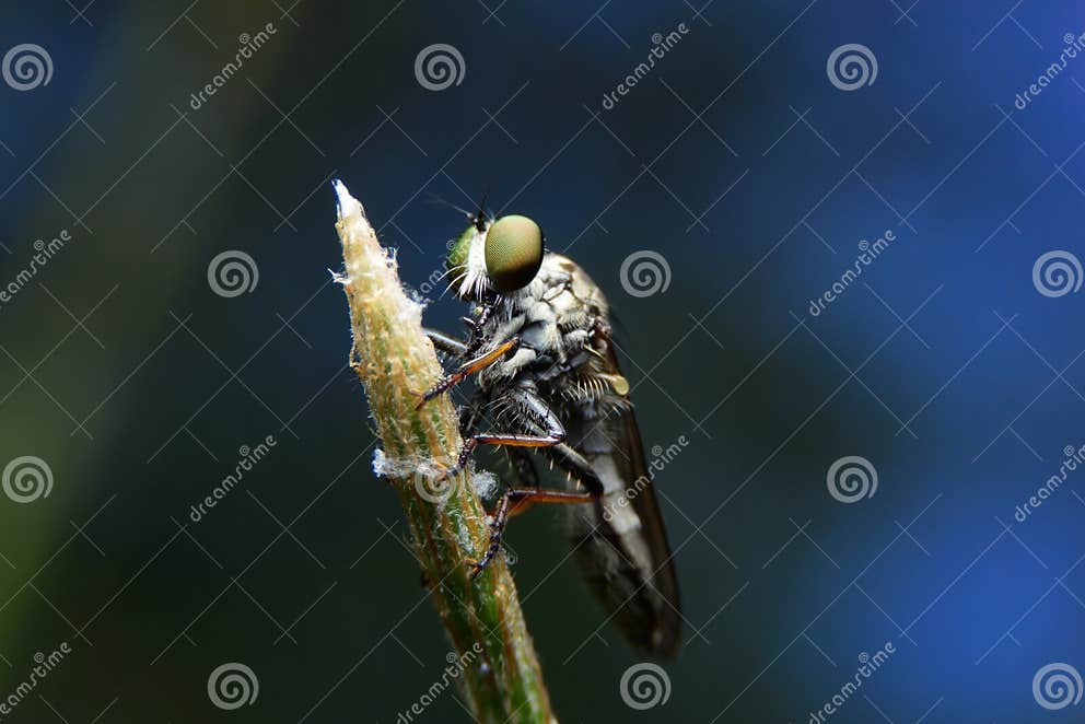 Macro obber fly stock image. Image of spider, leaf, animal - 47850423
