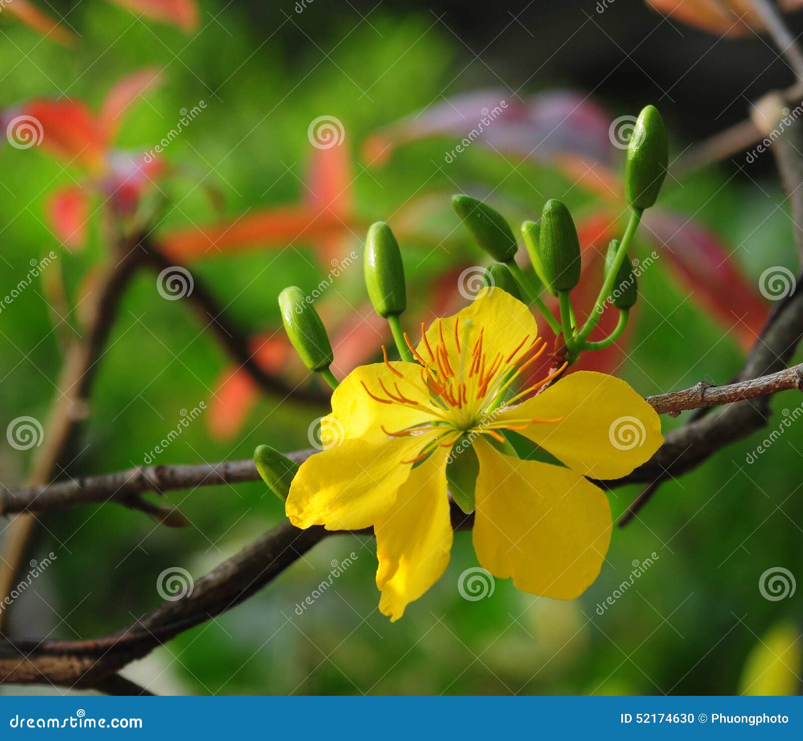 Macro a Ochna Integerrima Integerrima Branch Stock Photo - Image of ...