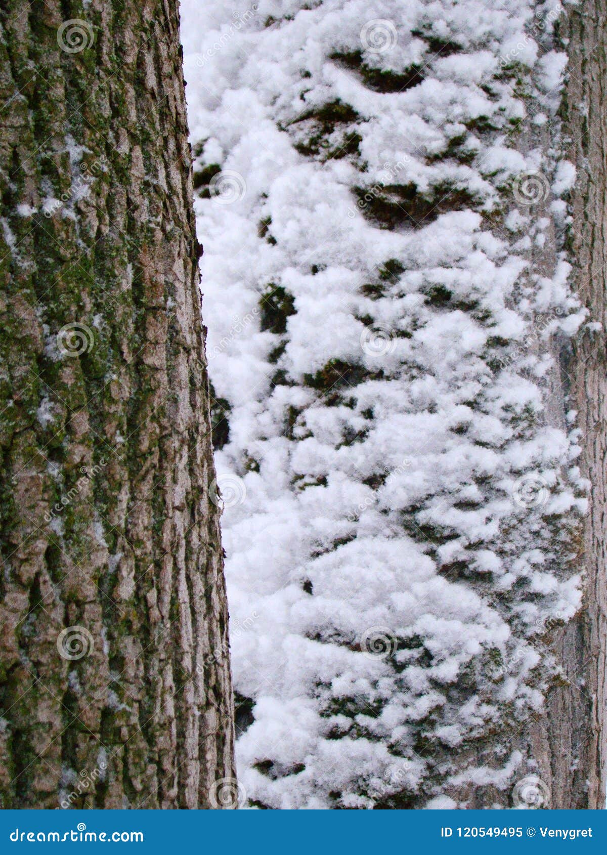 Tree Bark Covered with Snow Stock Image - Image of scene, winter: 120549495