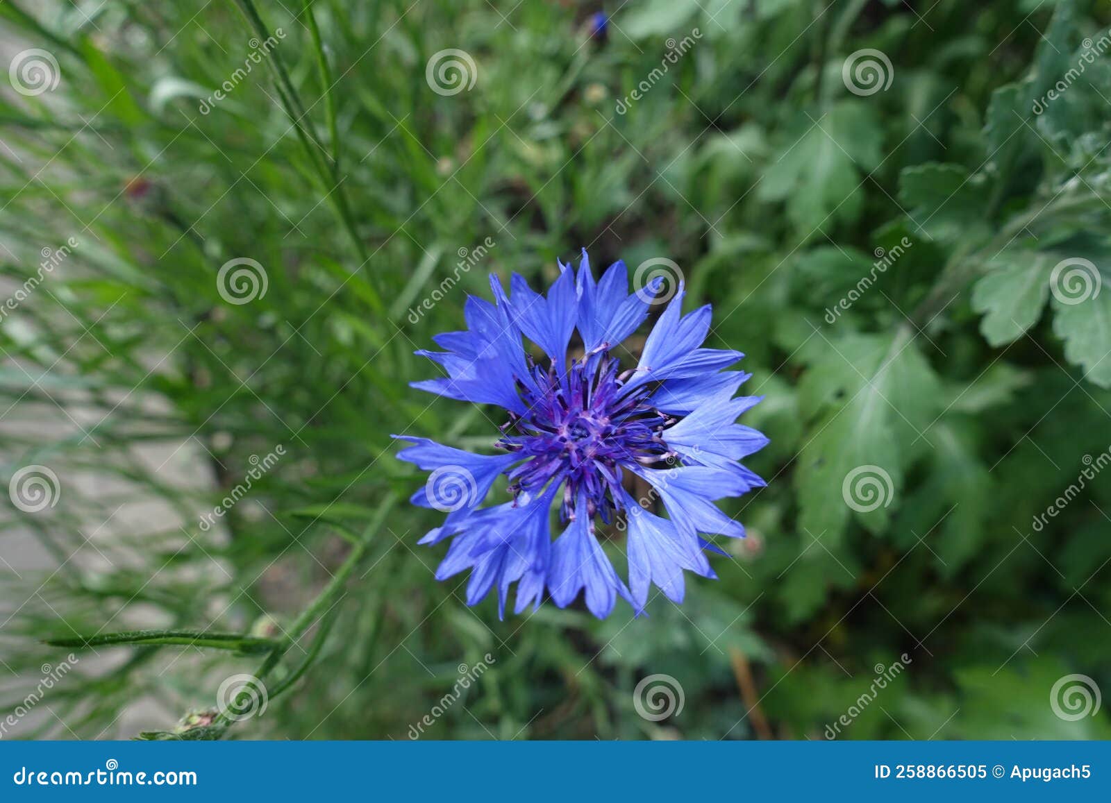 Macro of One Blue Flower of Centaurea Cyanus Stock Image - Image of ...