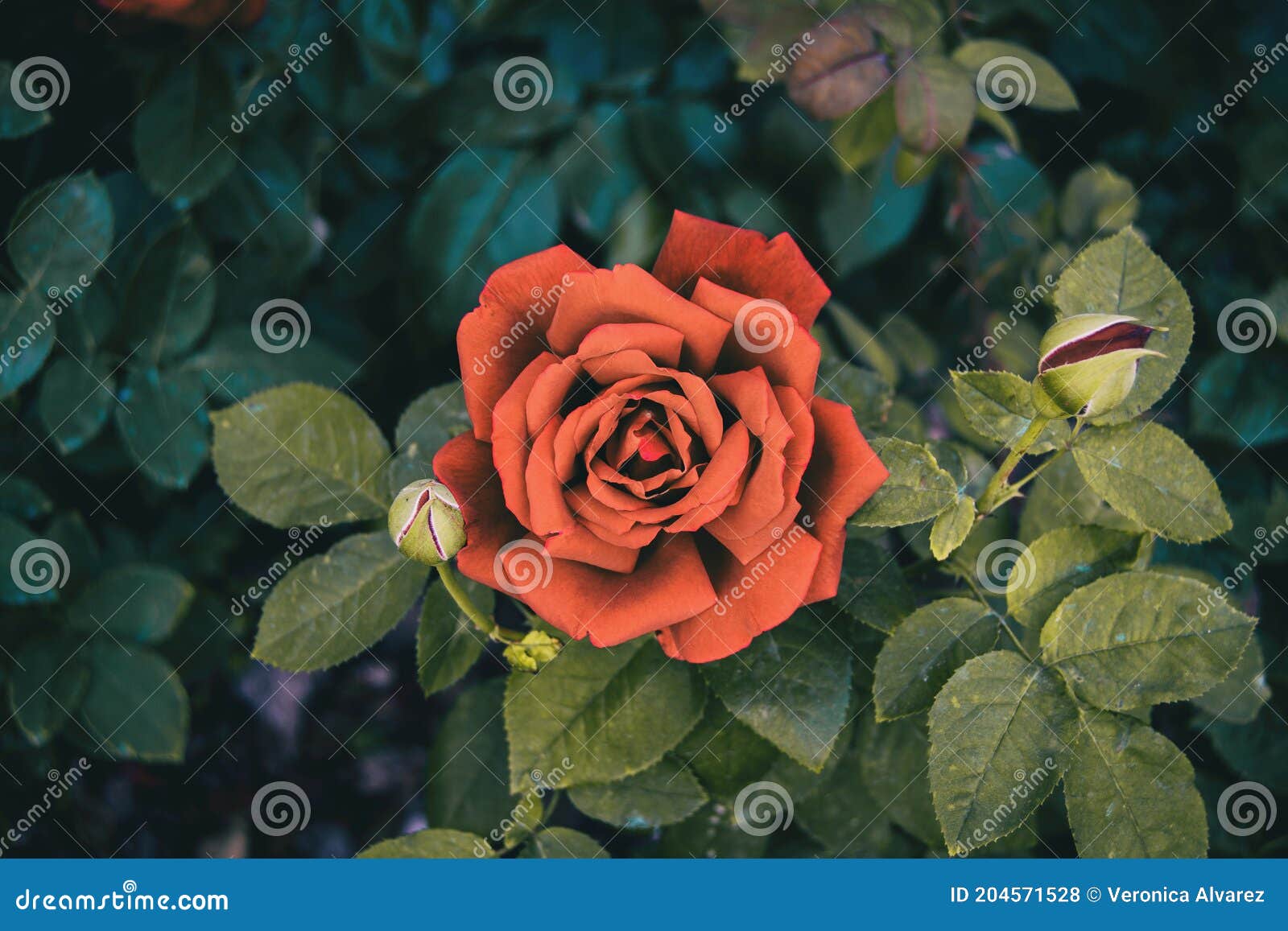 Macro of an open red rose stock photo. Image of leaf - 204571528