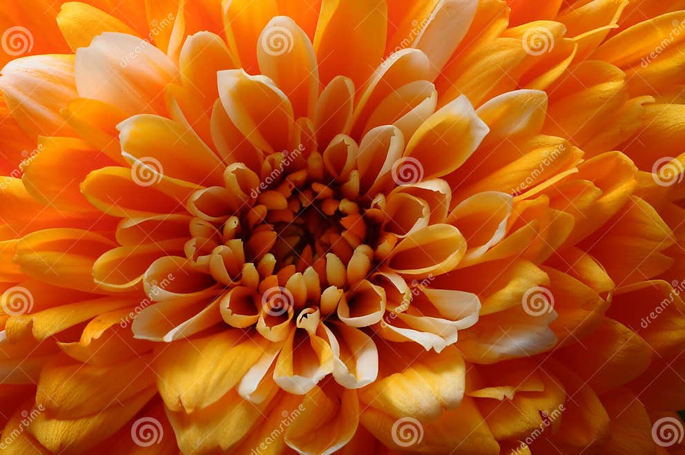 Macro of Orange Aster Flower Stock Image - Image of petal, background ...