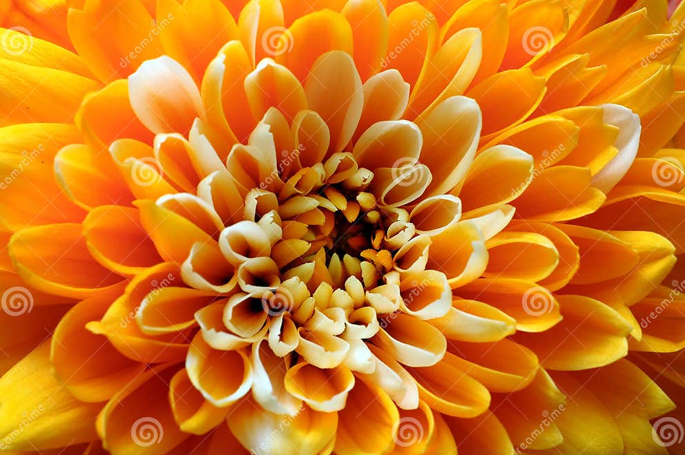 Macro of Orange Aster Flower Stock Photo - Image of orange, dahlia ...