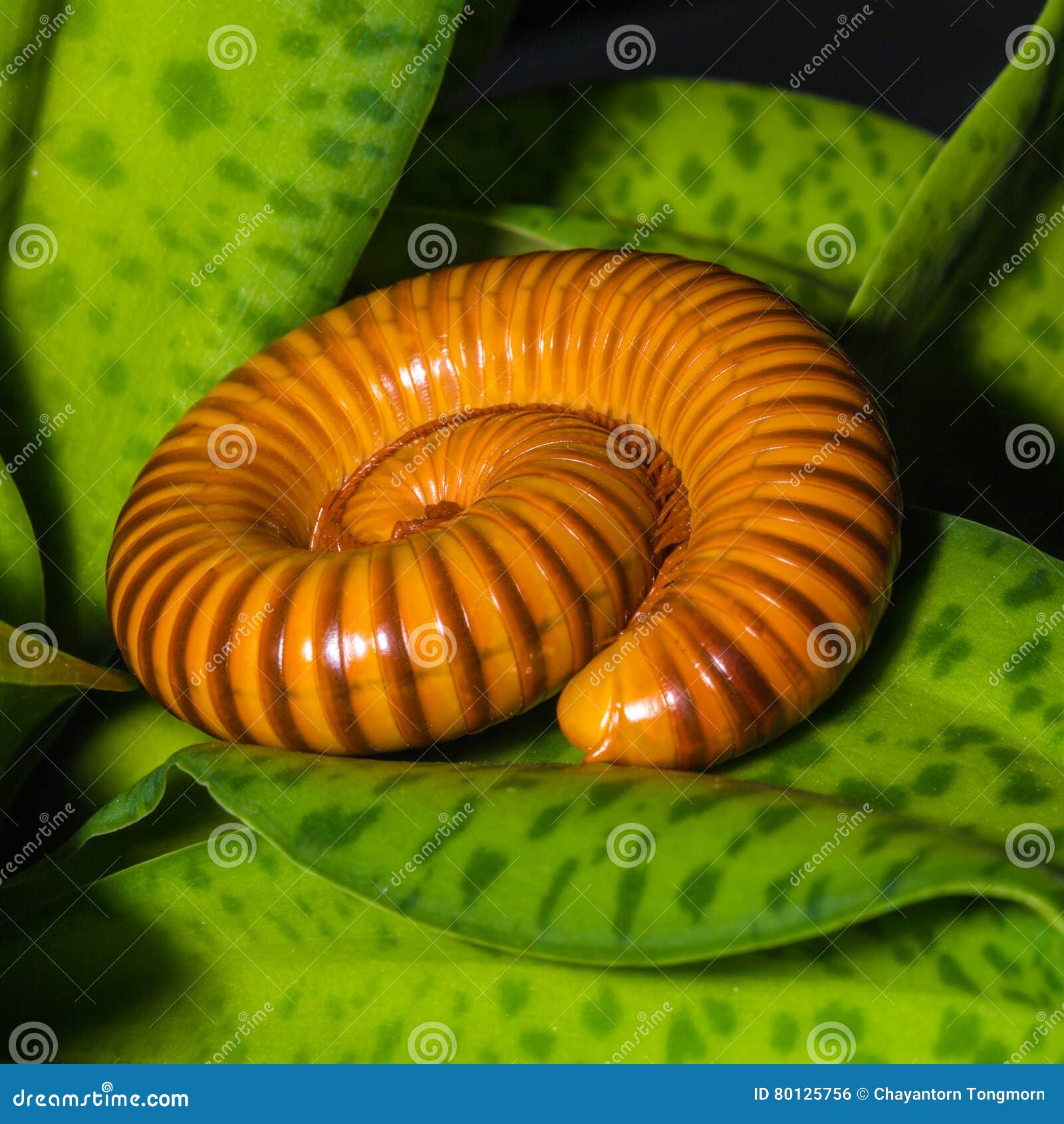 Macro of Orange and Brown Millipede on Green Leaf Stock Photo - Image ...