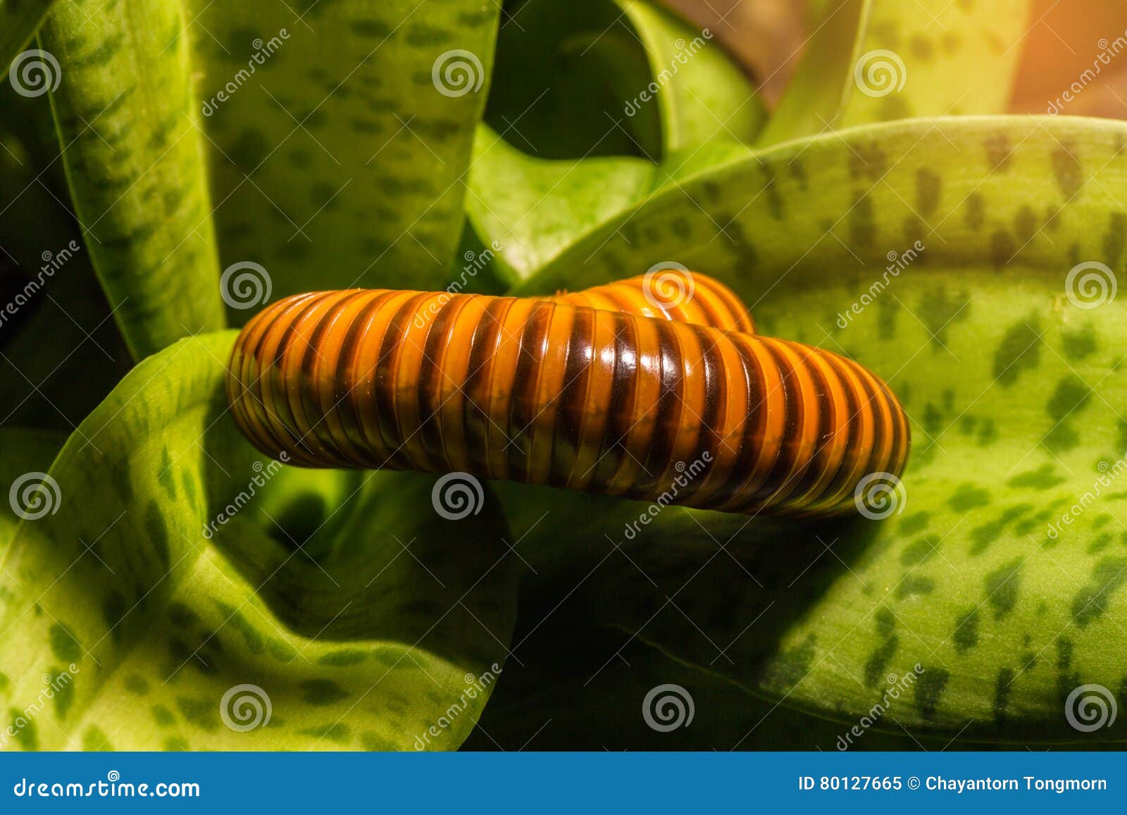 Macro of Orange and Brown Millipede on Green Leaf Stock Image - Image ...