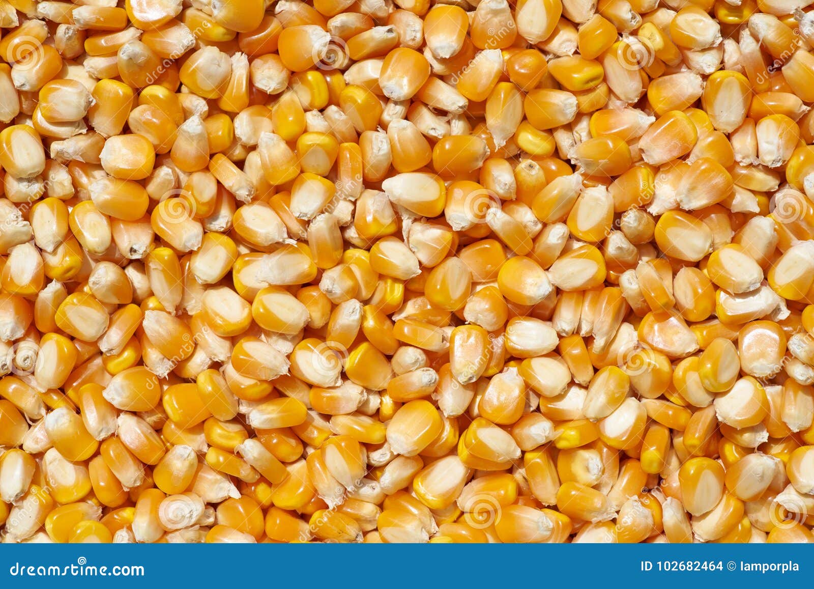 Maize kernels stock photo. Image of beverages, animal - 102682464