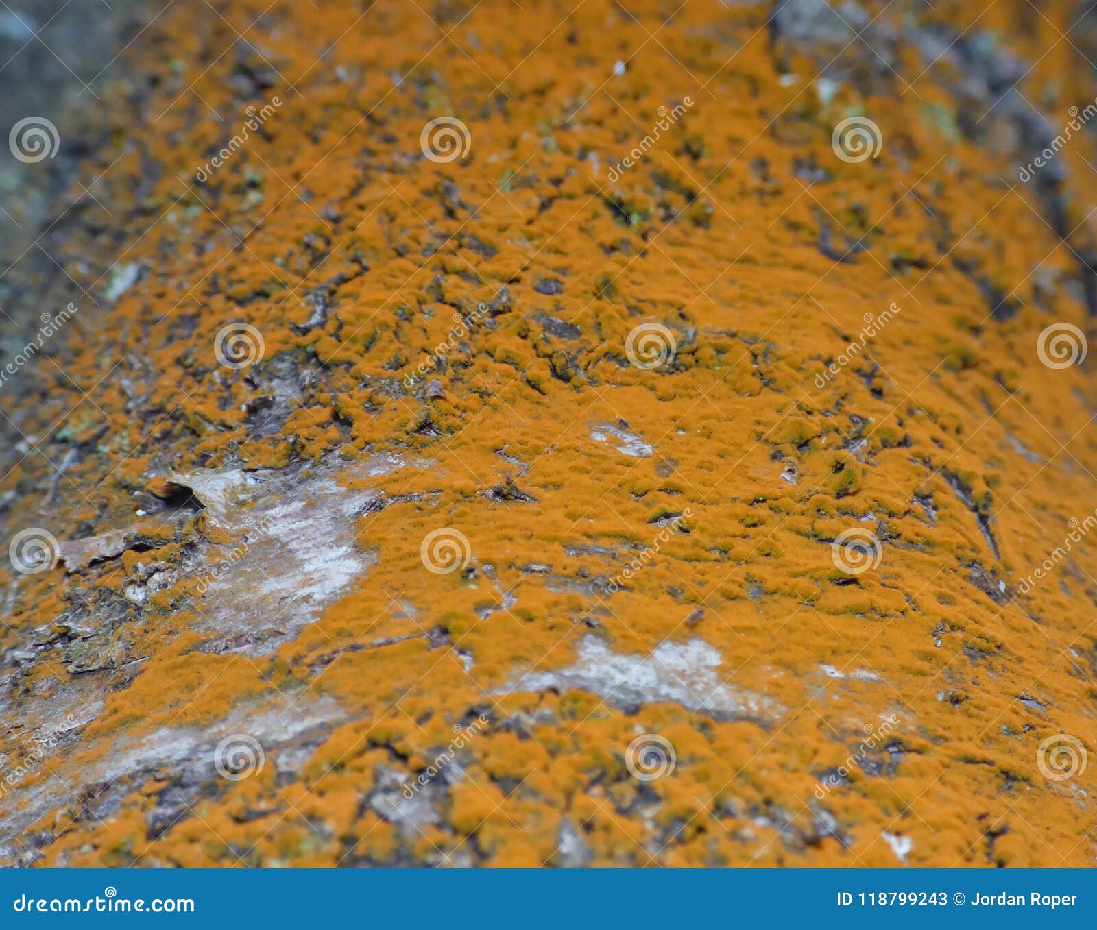 Orange Lichen on Tree stock image. Image of landscape - 118799243