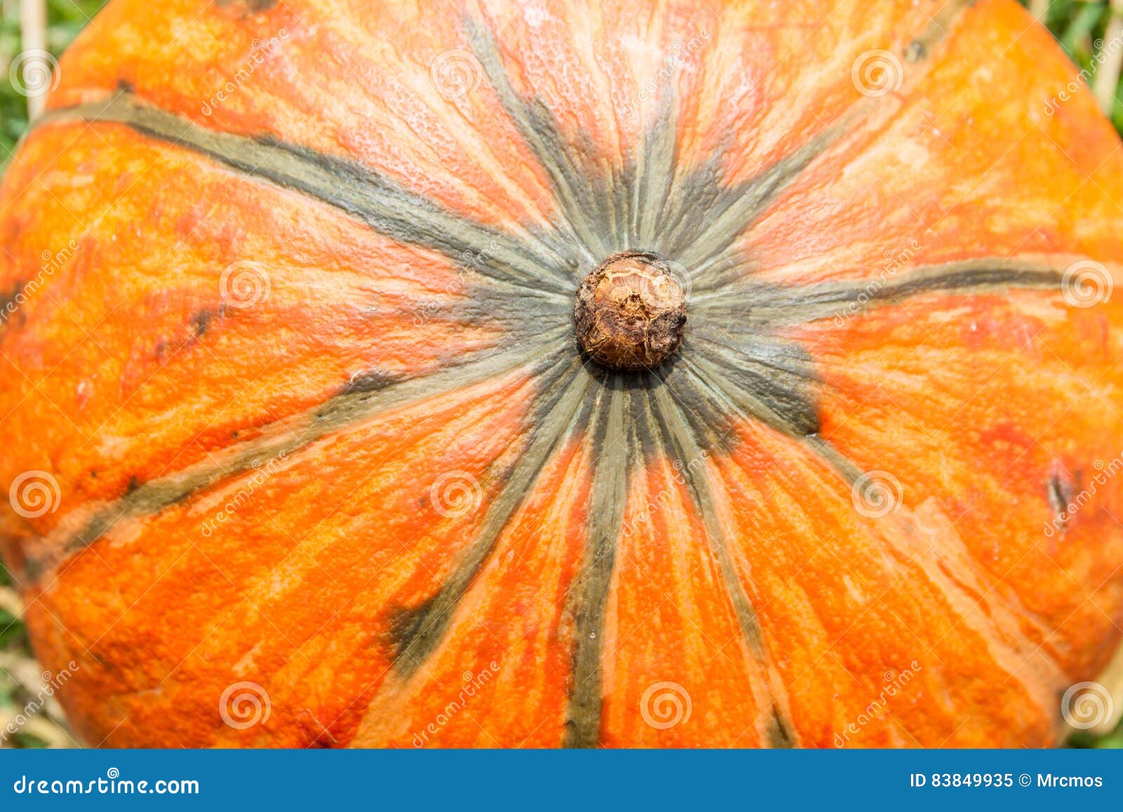 Macro Orange Pumpkin Skin Texture and Background. Stock Image - Image ...