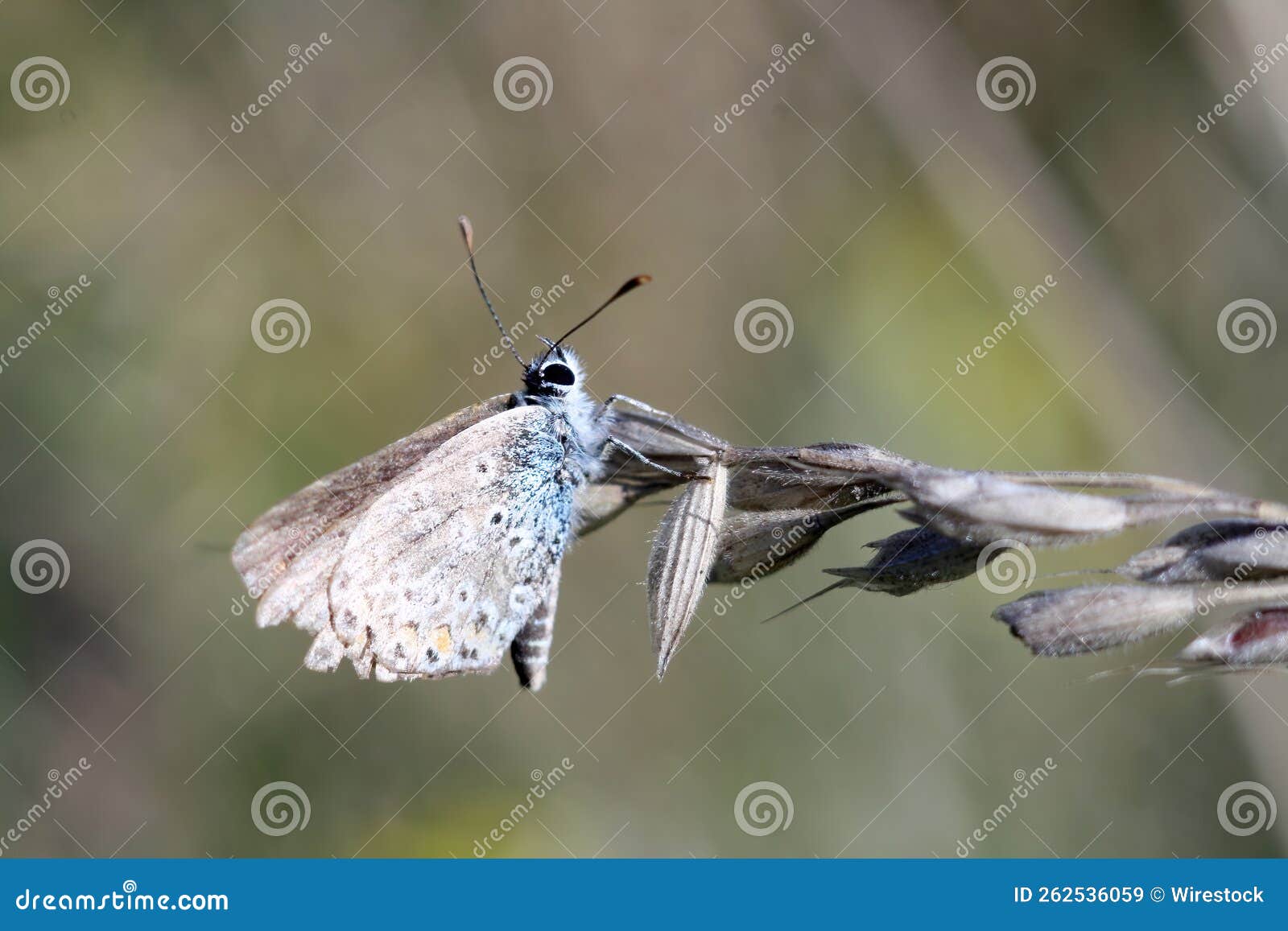 Macro of Osiris Blue (Cupido Osiris) Butterfly Stock Image - Image of ...