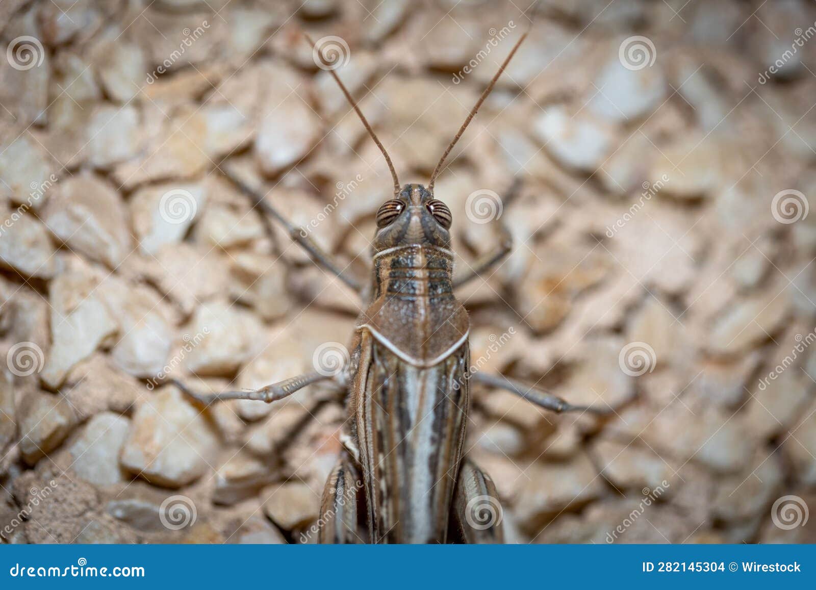 Macro Overhead Shot of a Locust Standing on a Rough Wall Illuminated by ...