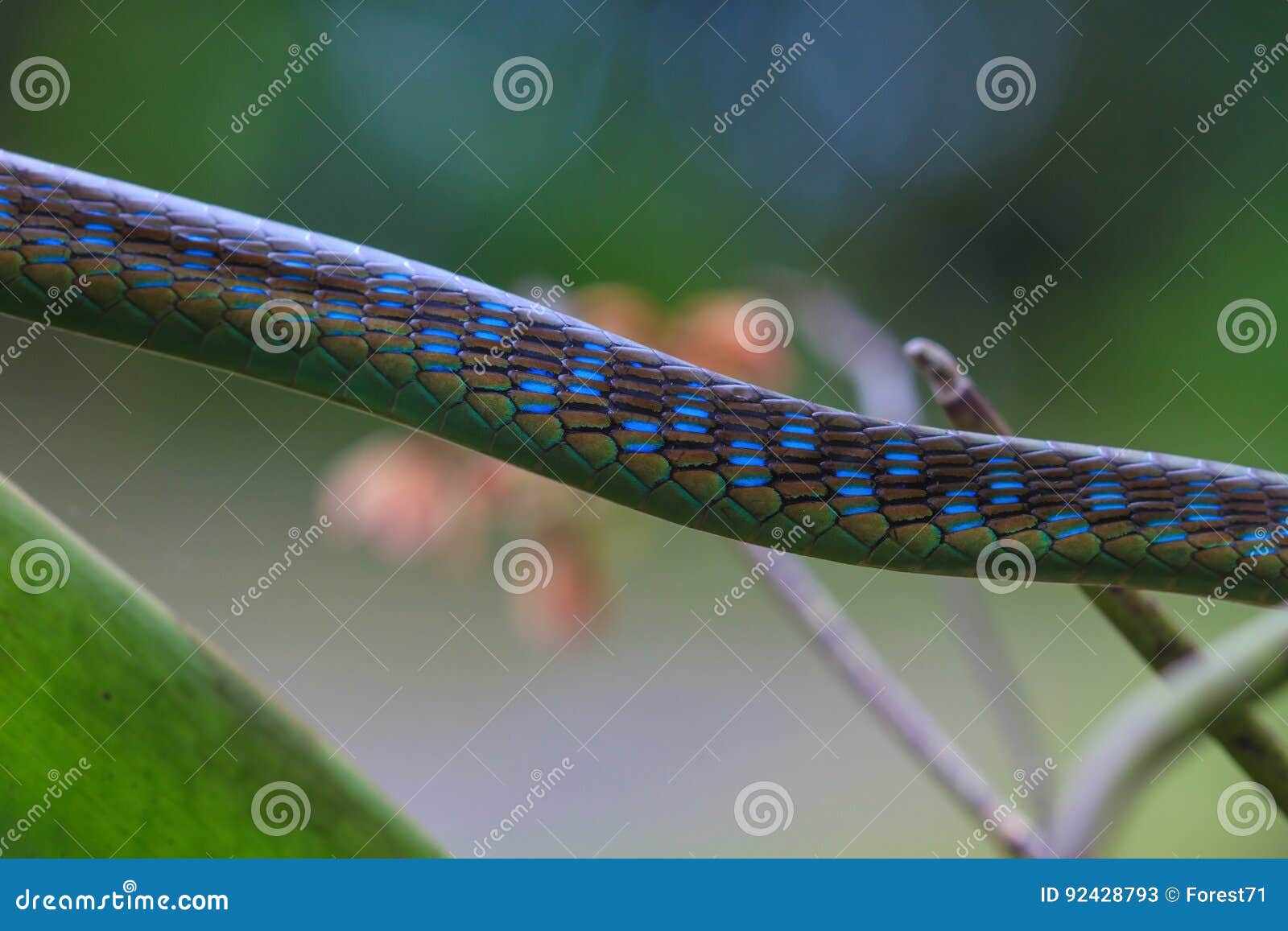 Macro of Painted Bronzeback Snake Stock Image - Image of dendrelaphis ...
