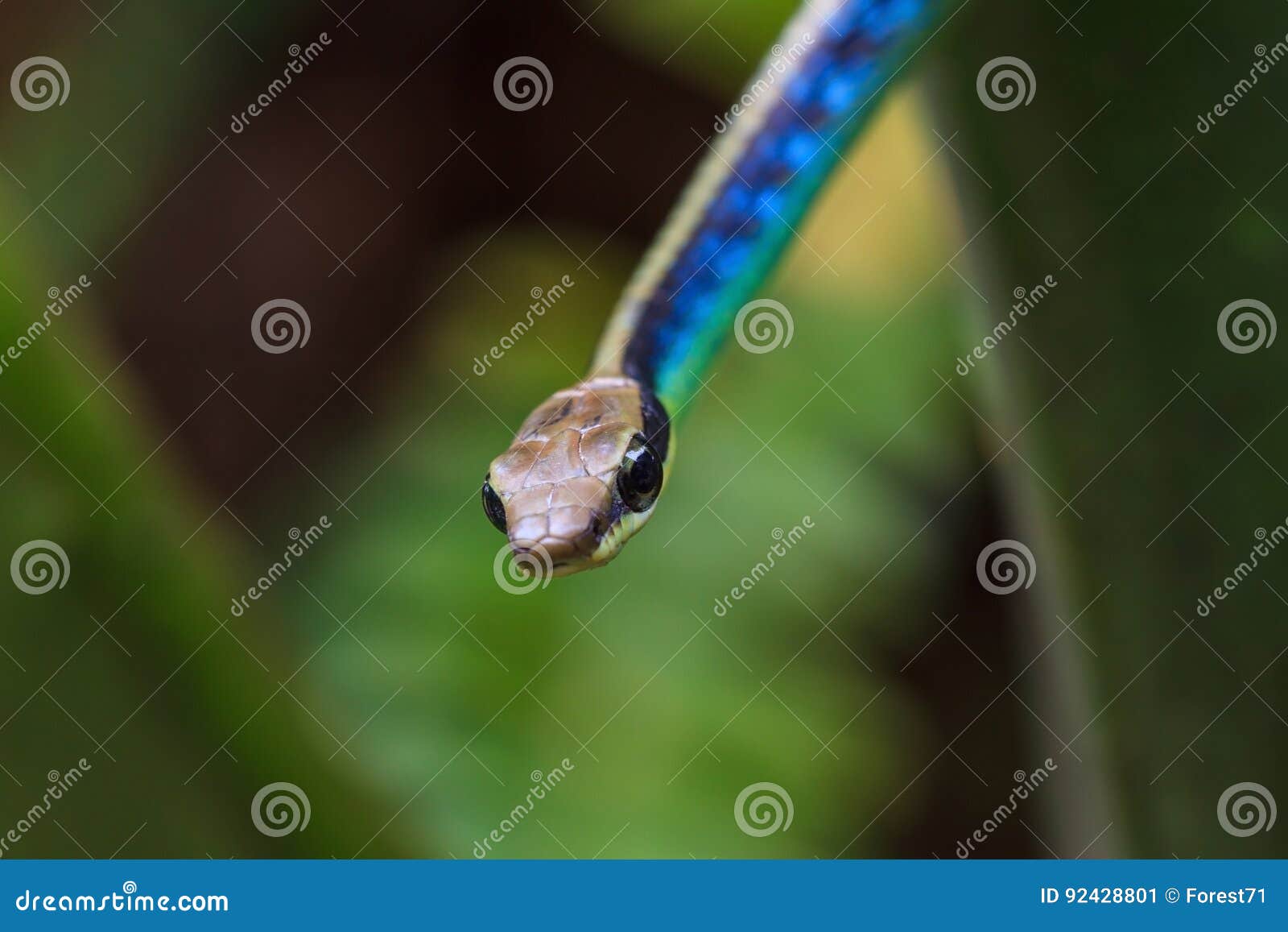 Macro of Painted Bronzeback Snake Stock Image - Image of hiss, forked ...