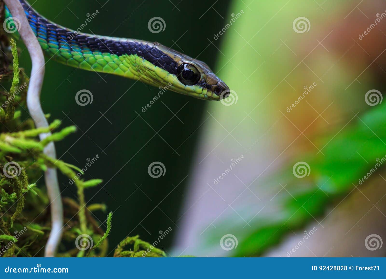 Macro of Painted Bronzeback Snake Stock Photo - Image of scale ...