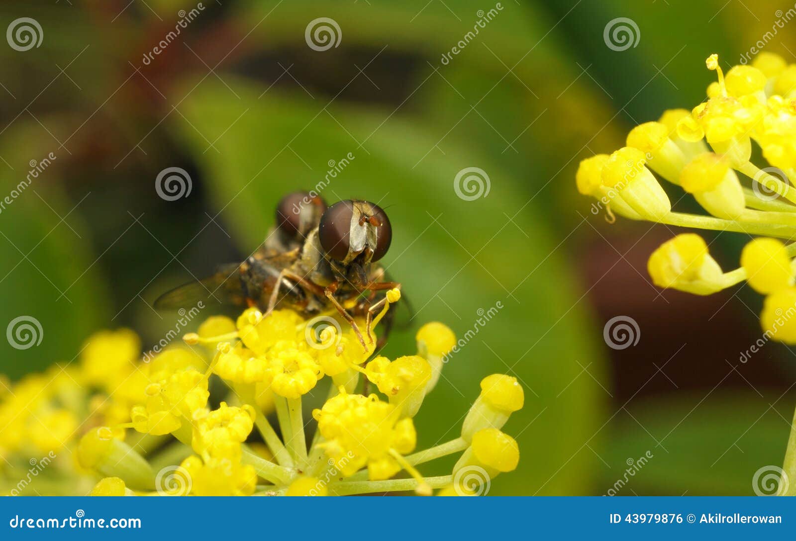 A Macro of a Pair of Hoverflies Mating on a Yellow Flower Stock Photo ...