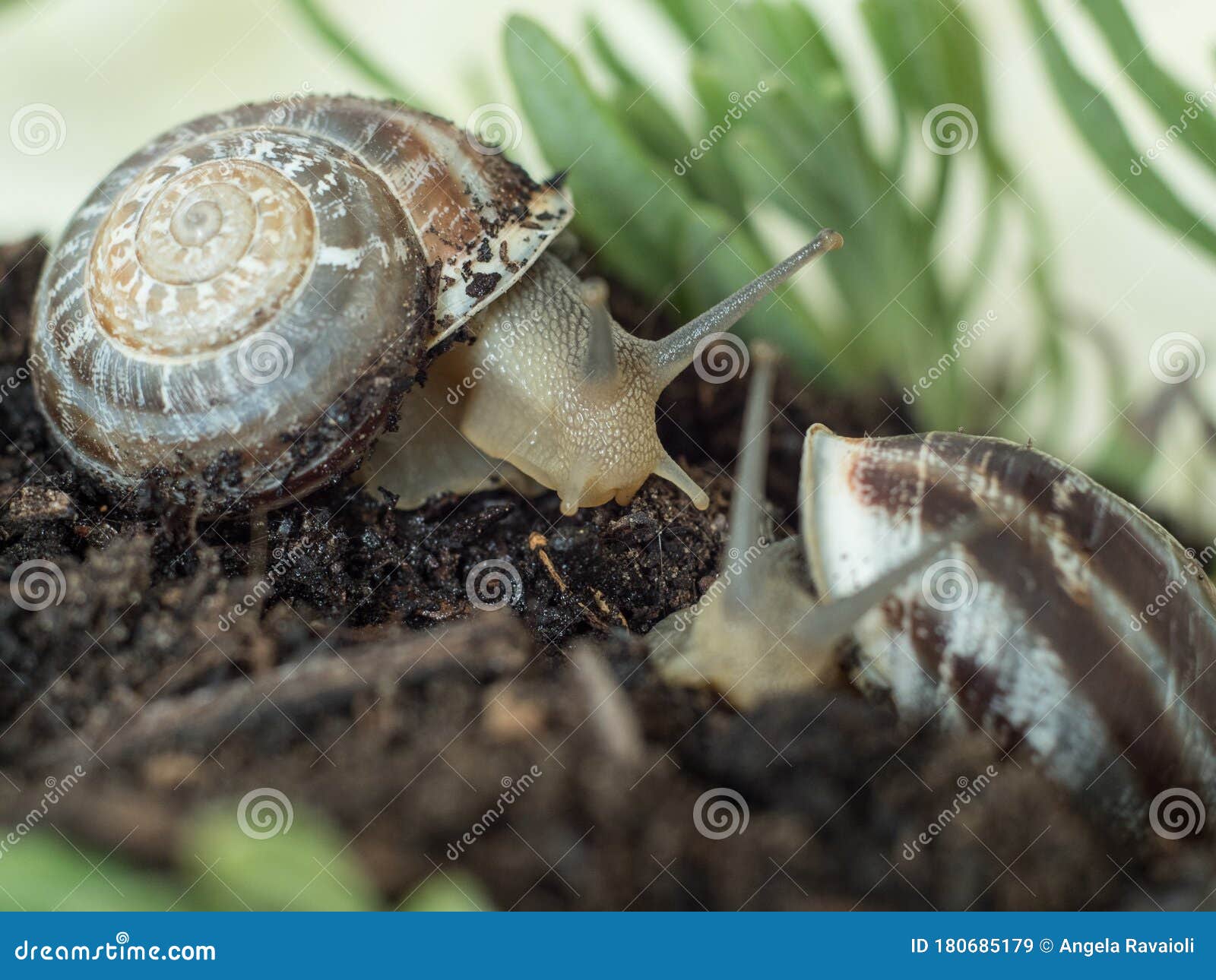 Two snails in the earth stock image. Image of mollusk - 180685179