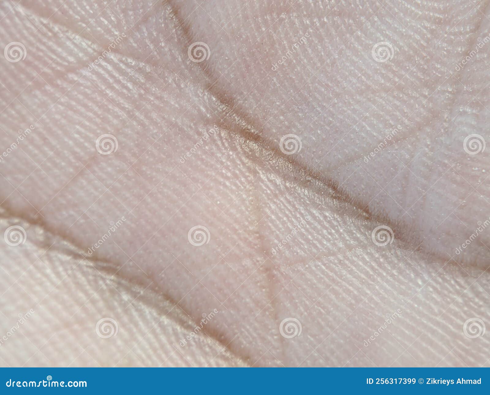 Macro of palm skin texture stock image. Image of texture - 256317399