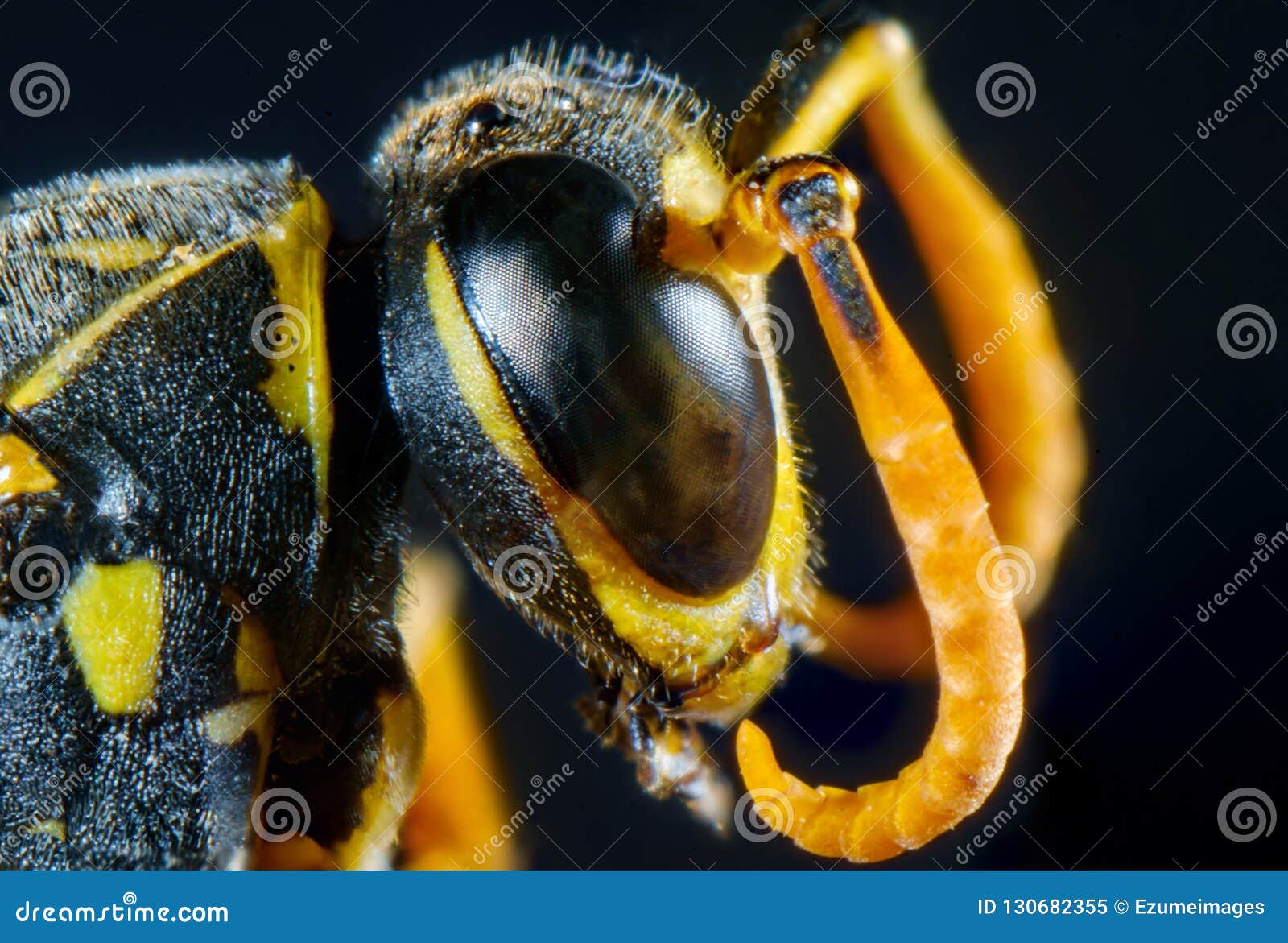 Eastern Yellowjacket Paper Wasps Hive In Green Leaf Plant Tree Stock ...