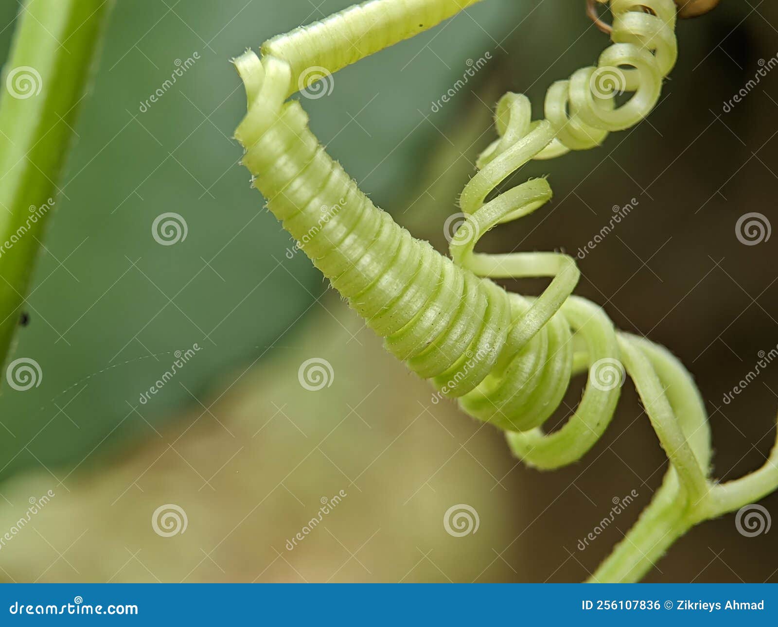 Macro of Passionfruit Tendril Texture Stock Photo - Image of plant ...