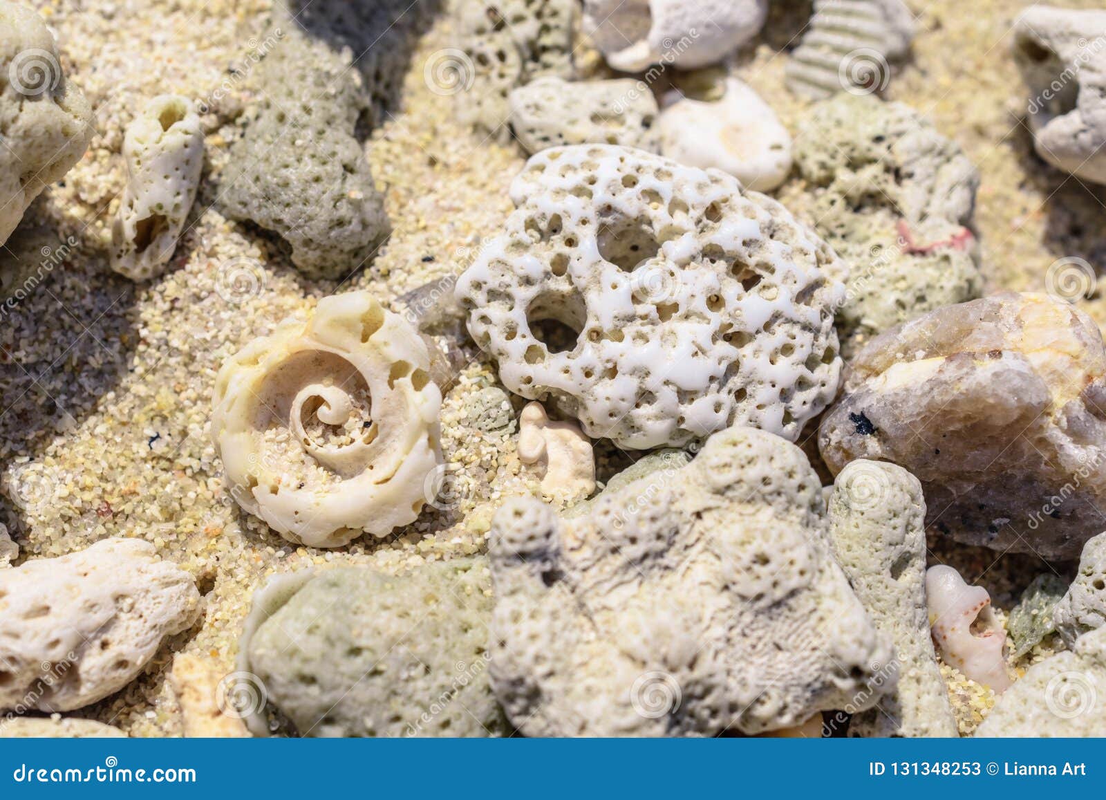 Macro Pattern from Pieces of Shells and Corals on the Beach Stock Image ...