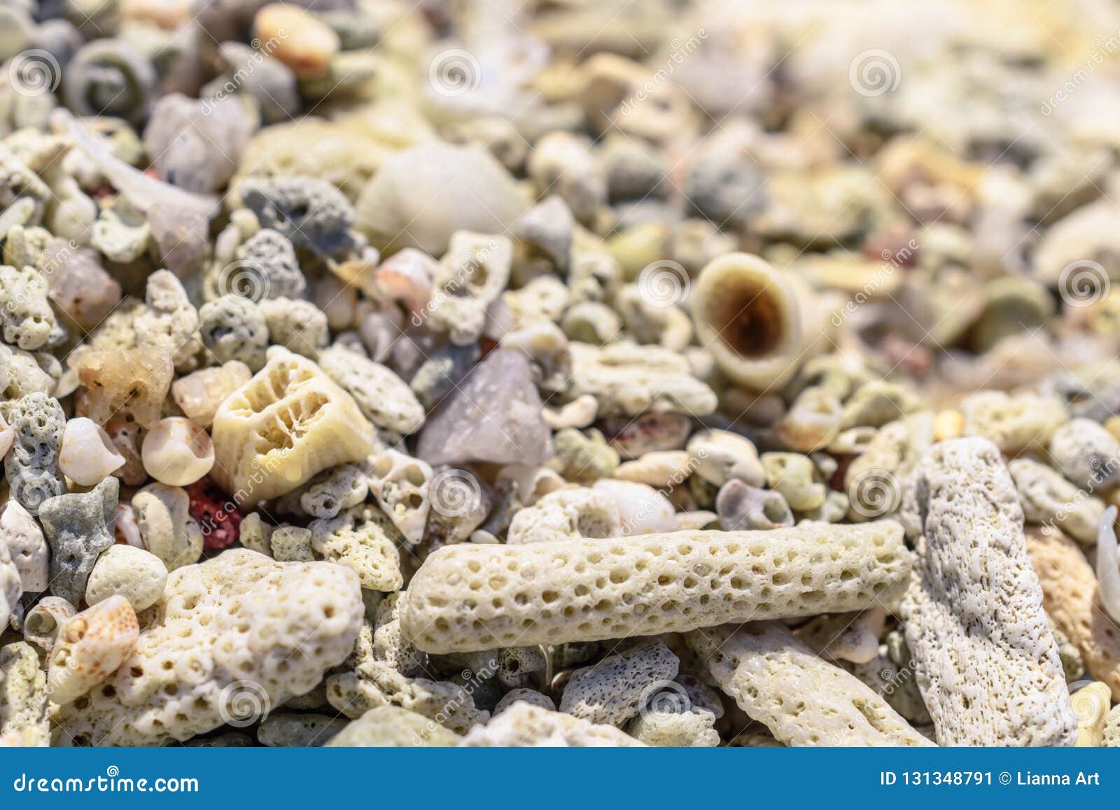 Macro Pattern from Pieces of Shells and Corals on the Beach Stock Image ...