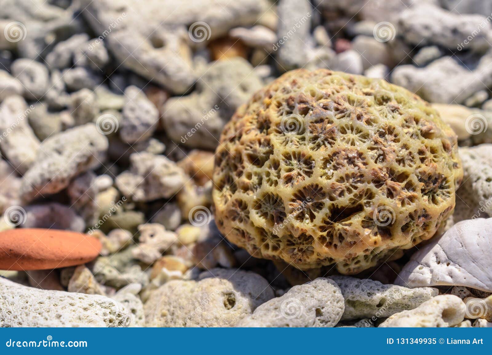 Macro Pattern from Pieces of Shells and Corals on the Beach Stock Image ...