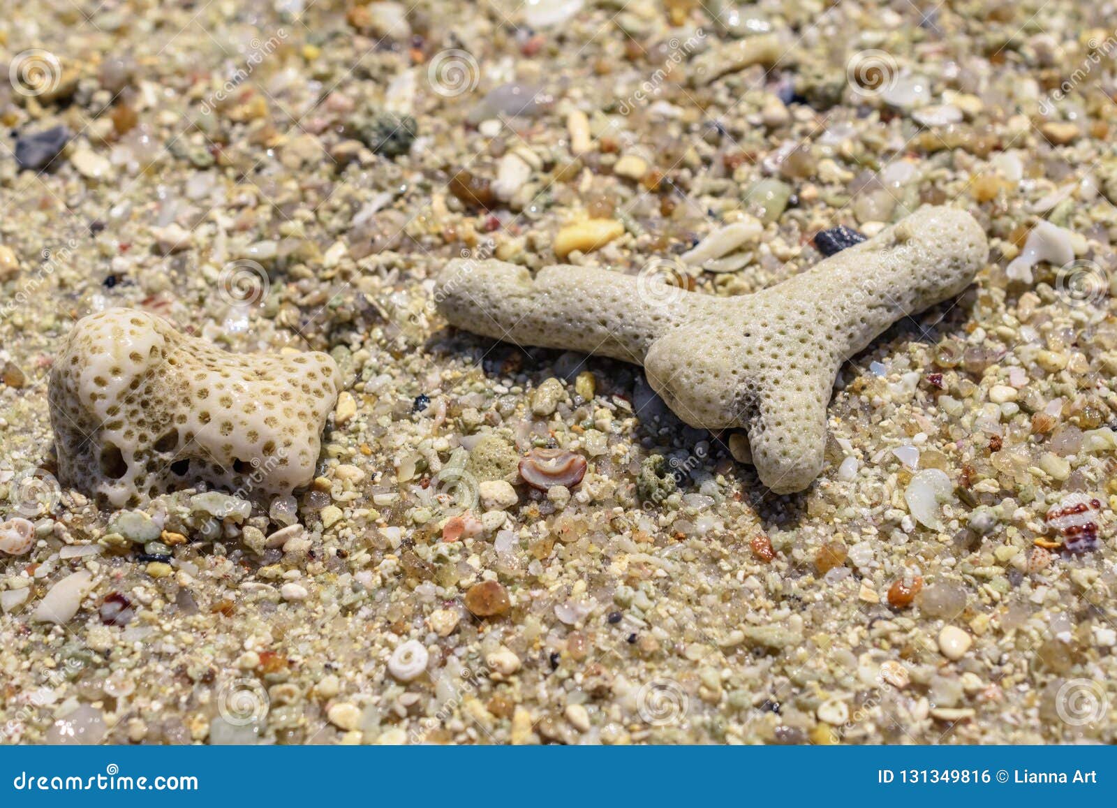 Macro Pattern from Pieces of Shells and Corals on the Beach Stock Photo ...