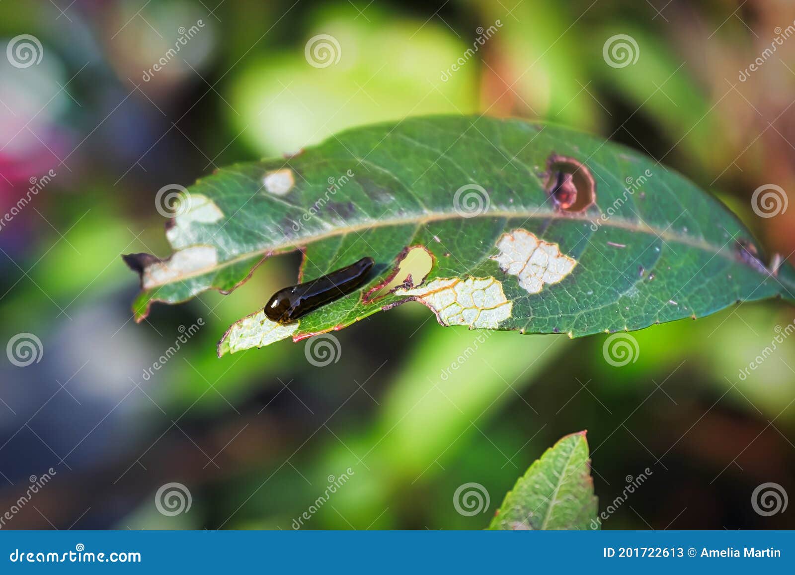 A Pear Slug Or Cherry Slug Is The Larva Of The Sawfly, Caliroa Cerasi ...