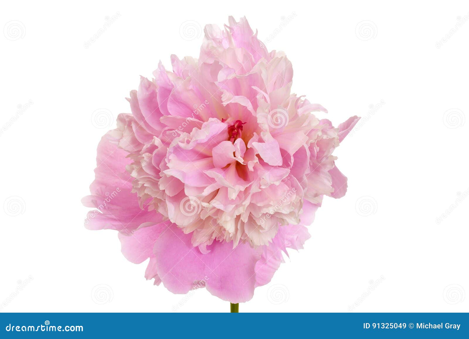 Macro Peony Paeonia Lactiflora Stock Image - Image of botany, soft ...