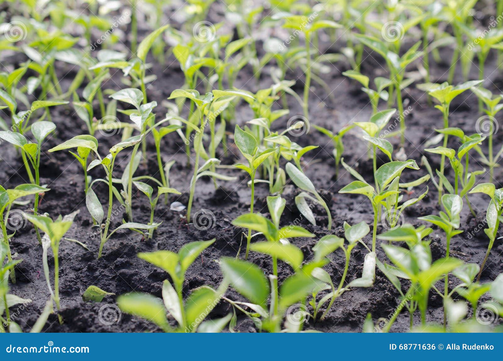 Macro Pepper Plantlets Outdoors. Selective Focus. Stock Photo - Image ...