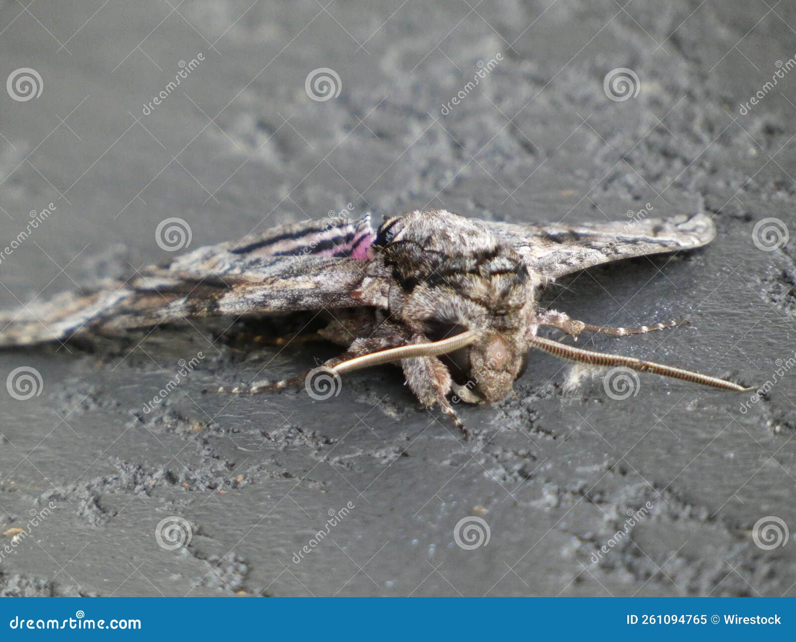 Peppered Moth (Biston Betularia) On Lichen Covered Bark Royalty-Free ...