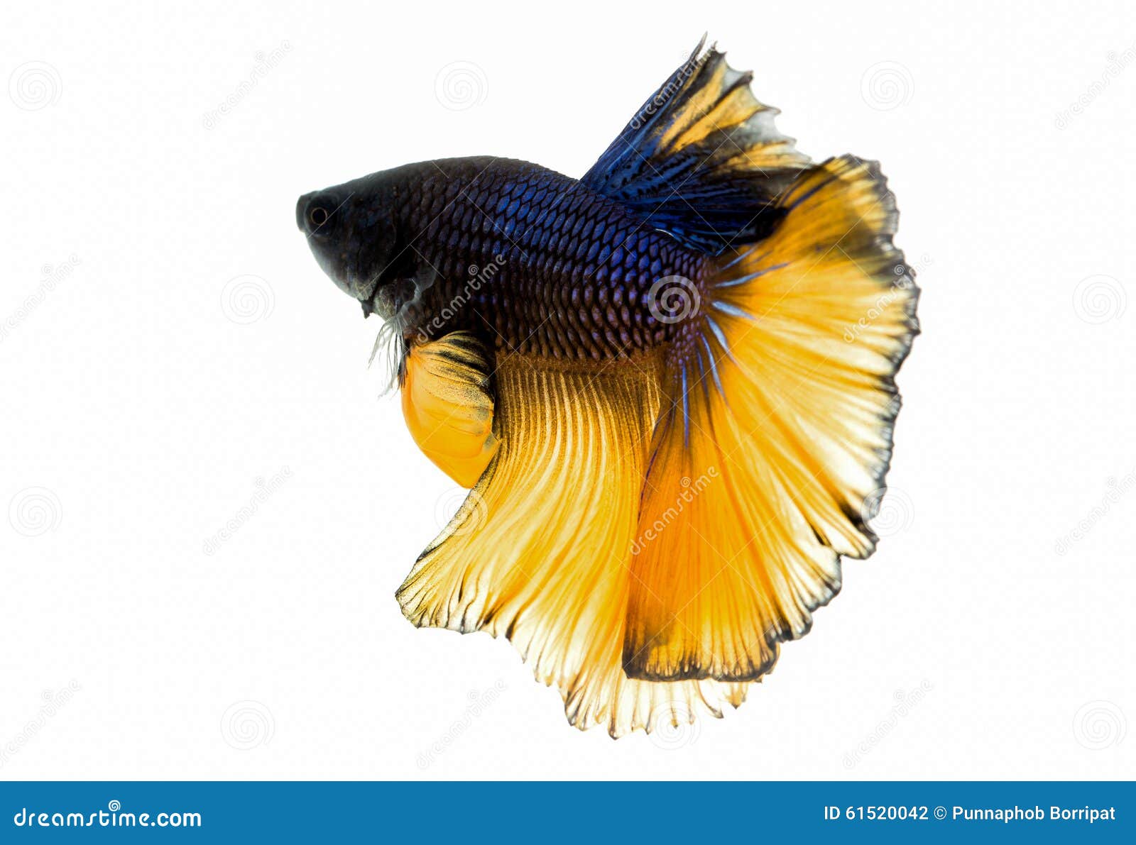 Macro Pesce Giallo E Nero Di Combattimento Del Siam Fotografia Stock ...