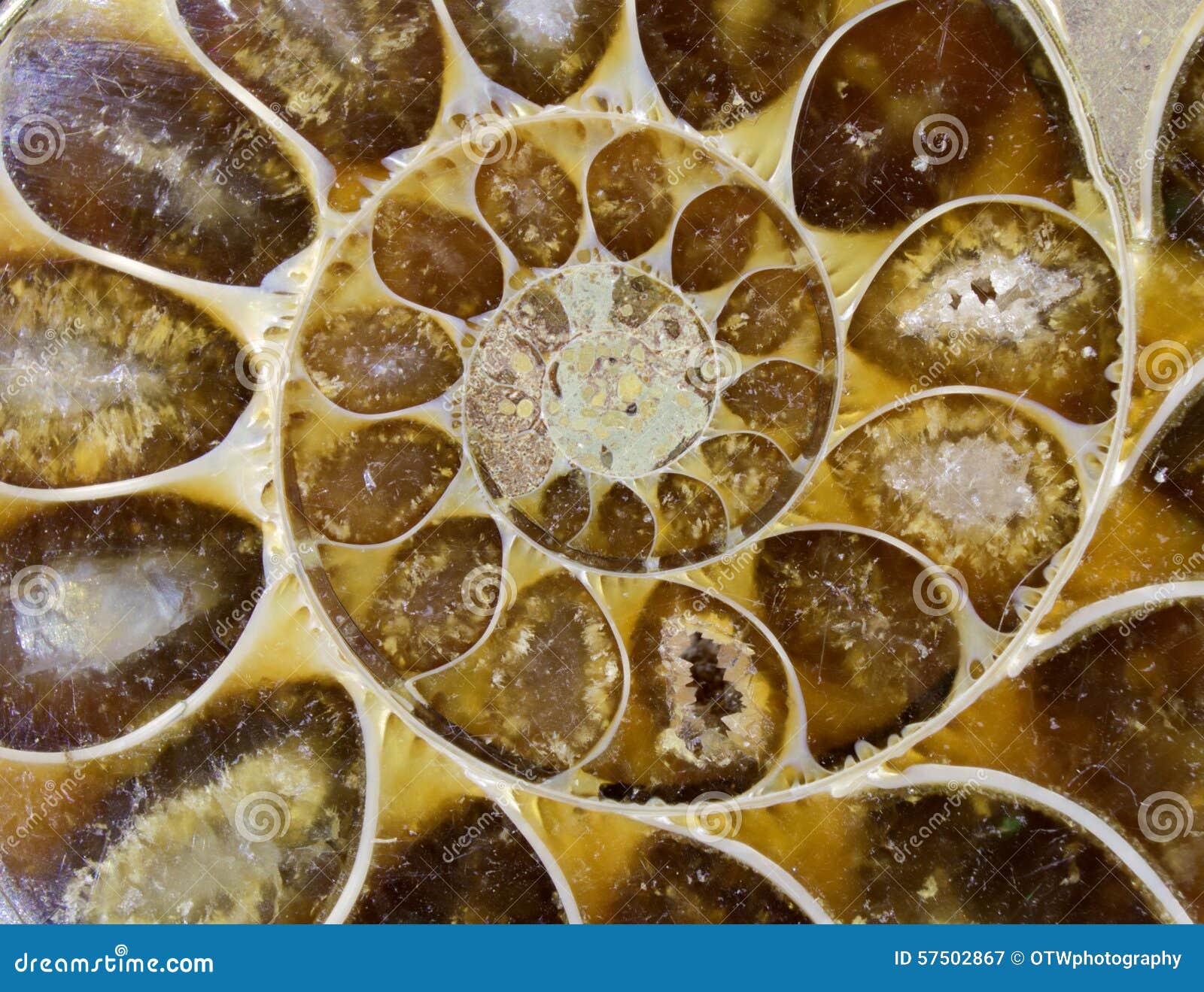 Macro of Petrified, Crystallized Shell Stock Image - Image of macro ...